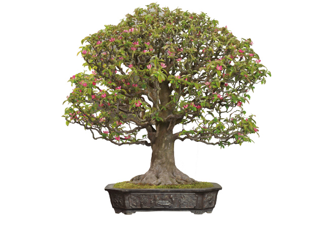 The Omiya Bonsai Art Museum, Saitama