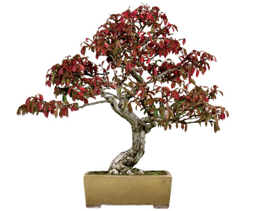 The Omiya Bonsai Art Museum, Saitama