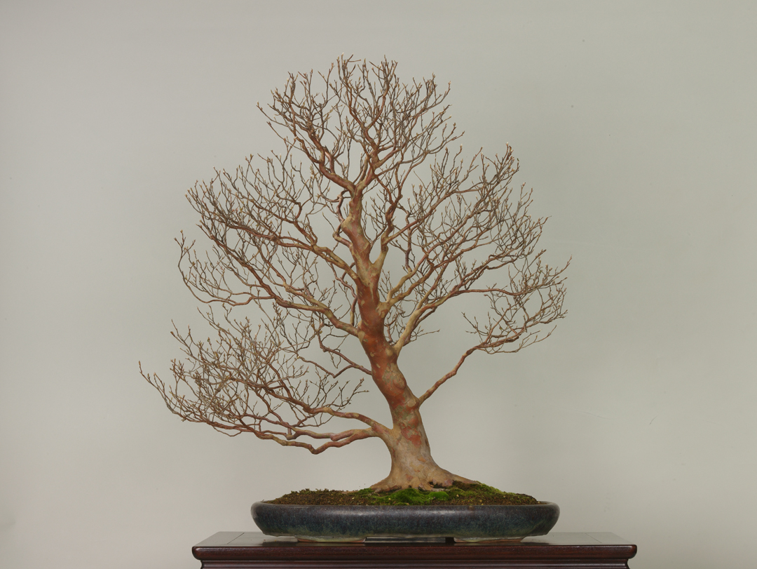 The Omiya Bonsai Art Museum, Saitama