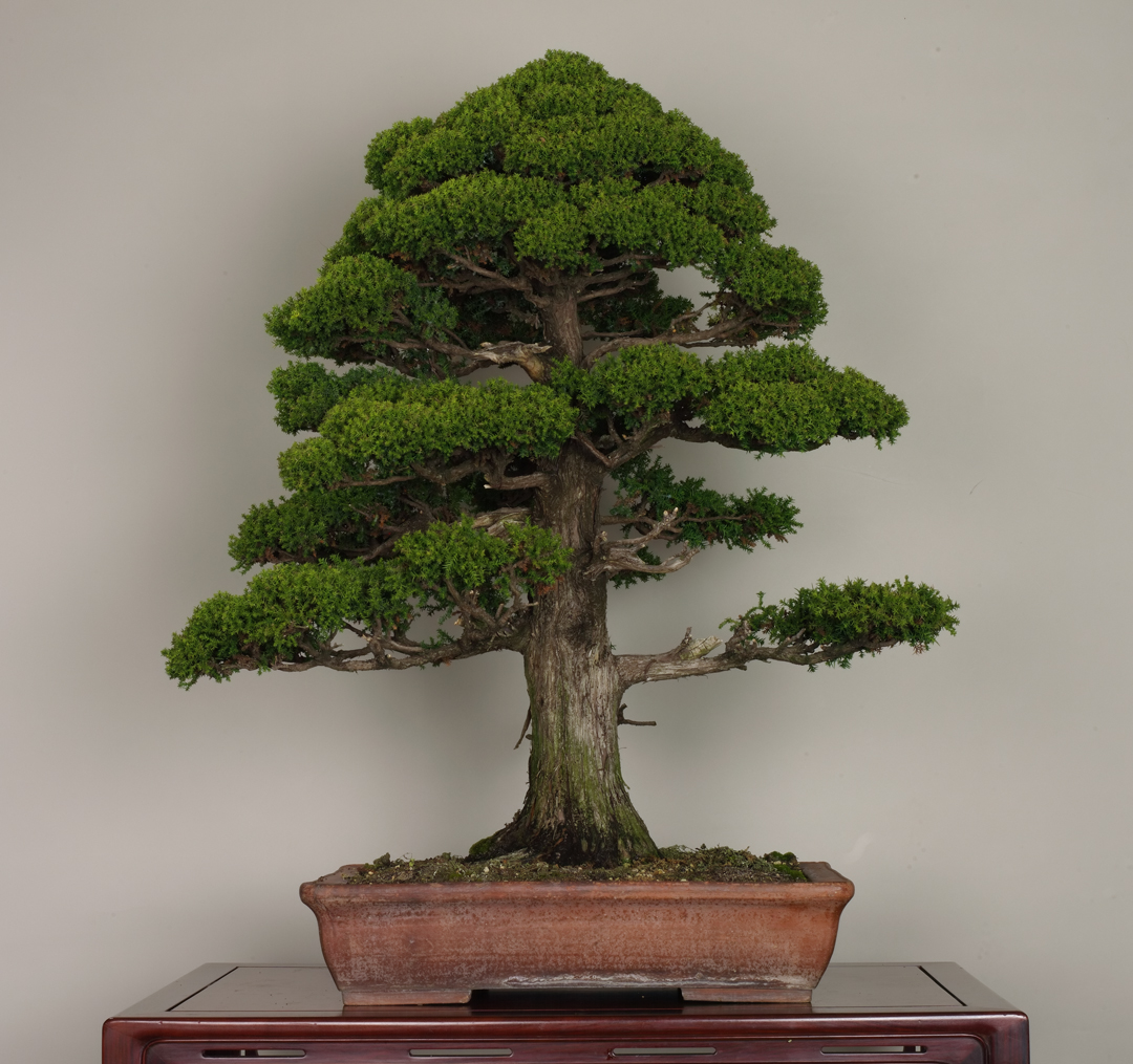 The Omiya Bonsai Art Museum, Saitama