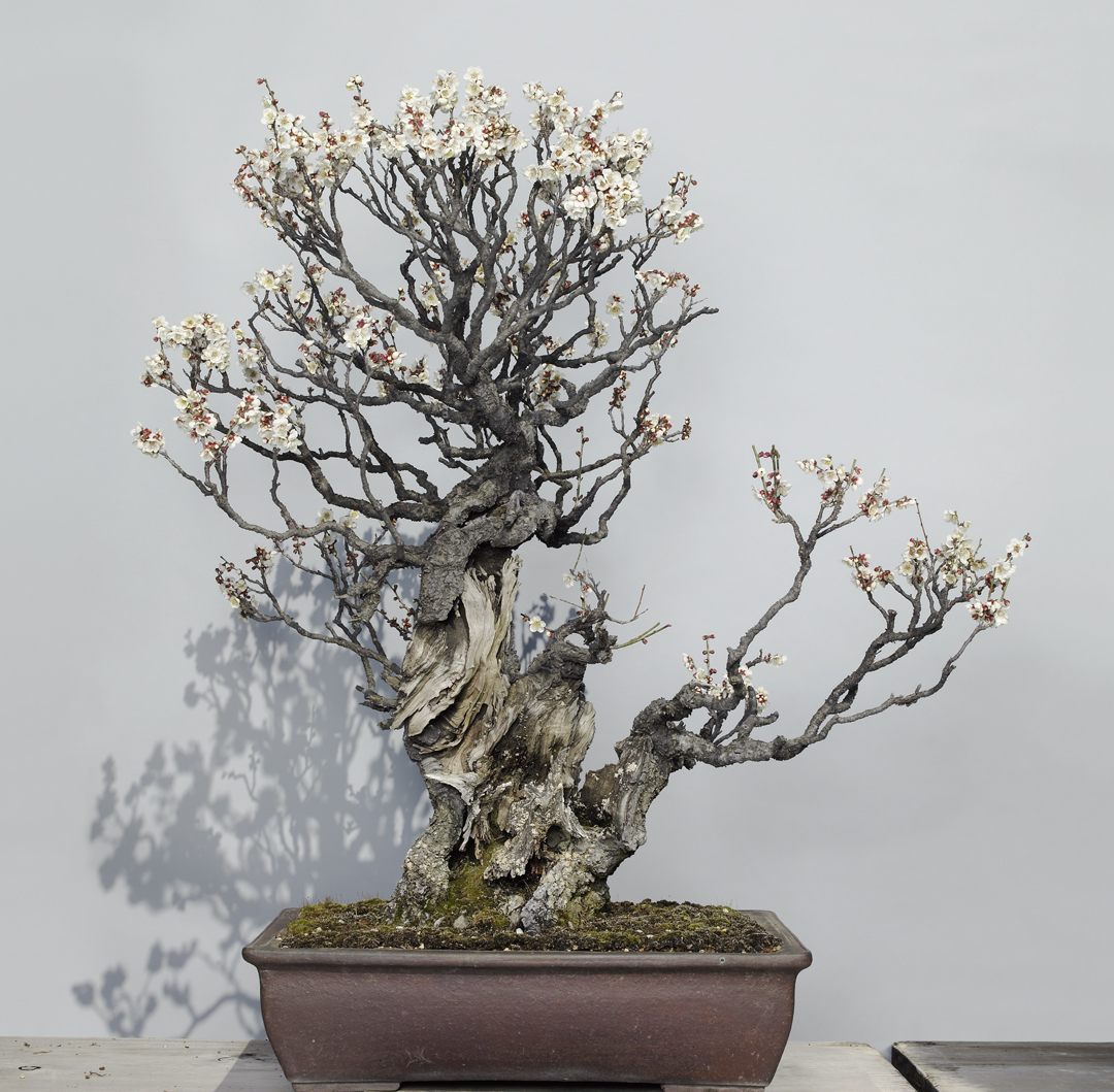 The Omiya Bonsai Art Museum, Saitama