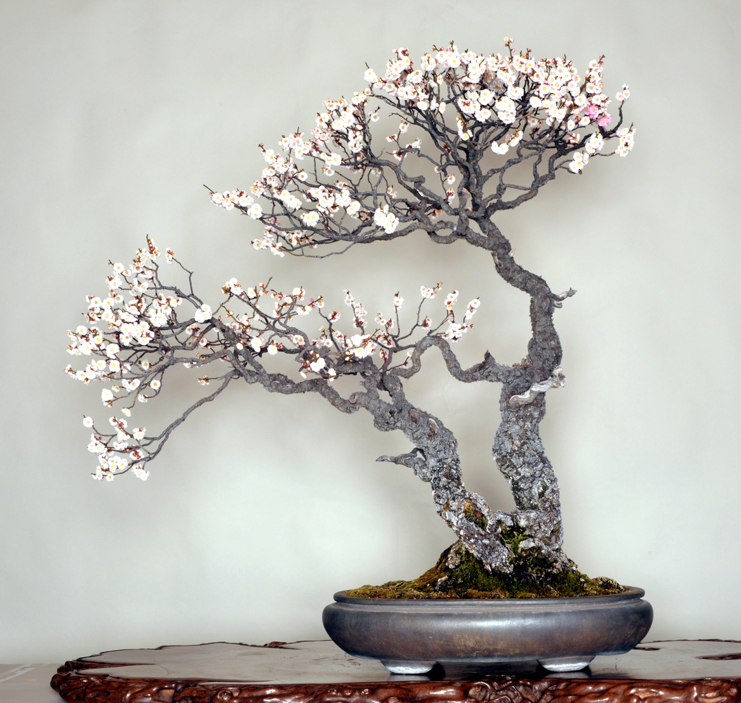 The Omiya Bonsai Art Museum, Saitama