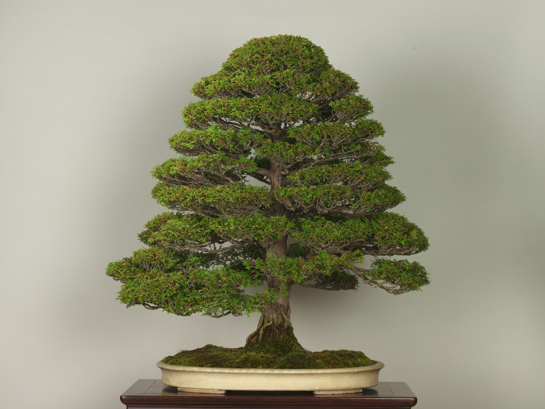 The Omiya Bonsai Art Museum, Saitama