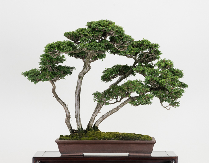 The Omiya Bonsai Art Museum, Saitama