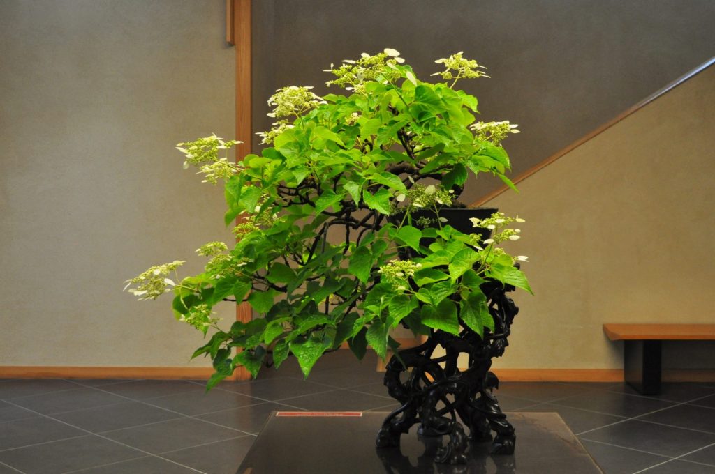 The Omiya Bonsai Art Museum, Saitama